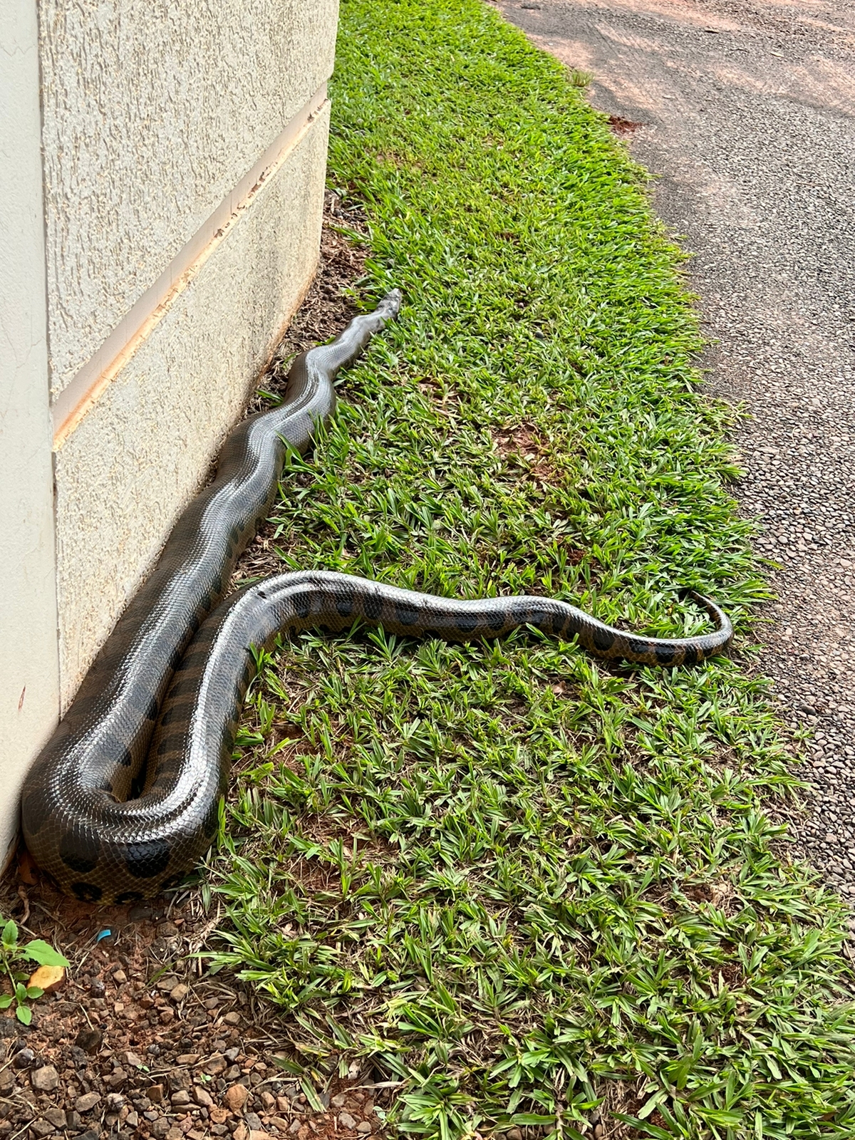 Sucuri de 5 metros é resgatada após 'invadir' chácara em Itápolis ...
